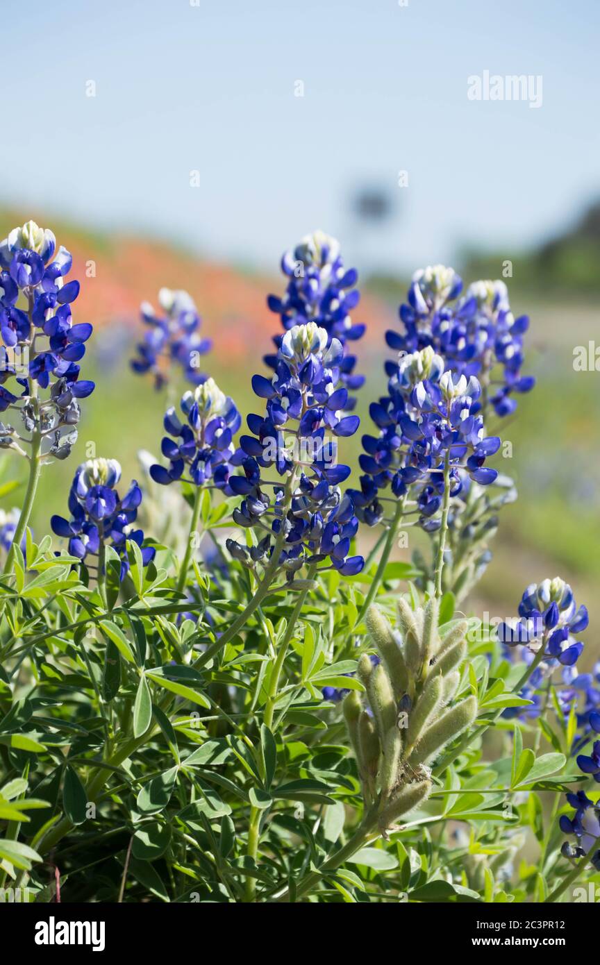 Texas wildflowers in bloom Stock Photo - Alamy