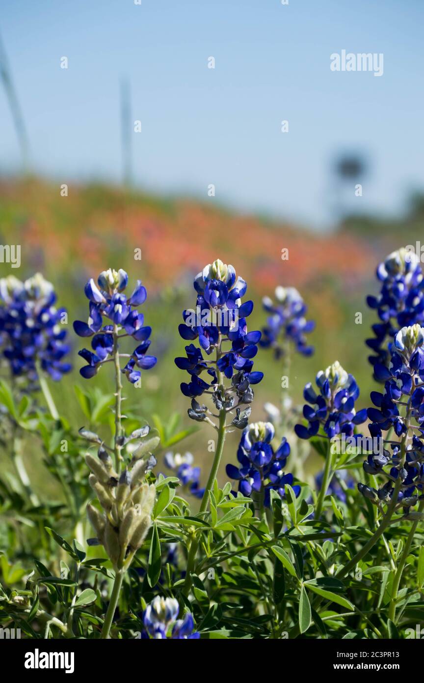 Texas wildflowers in bloom Stock Photo - Alamy