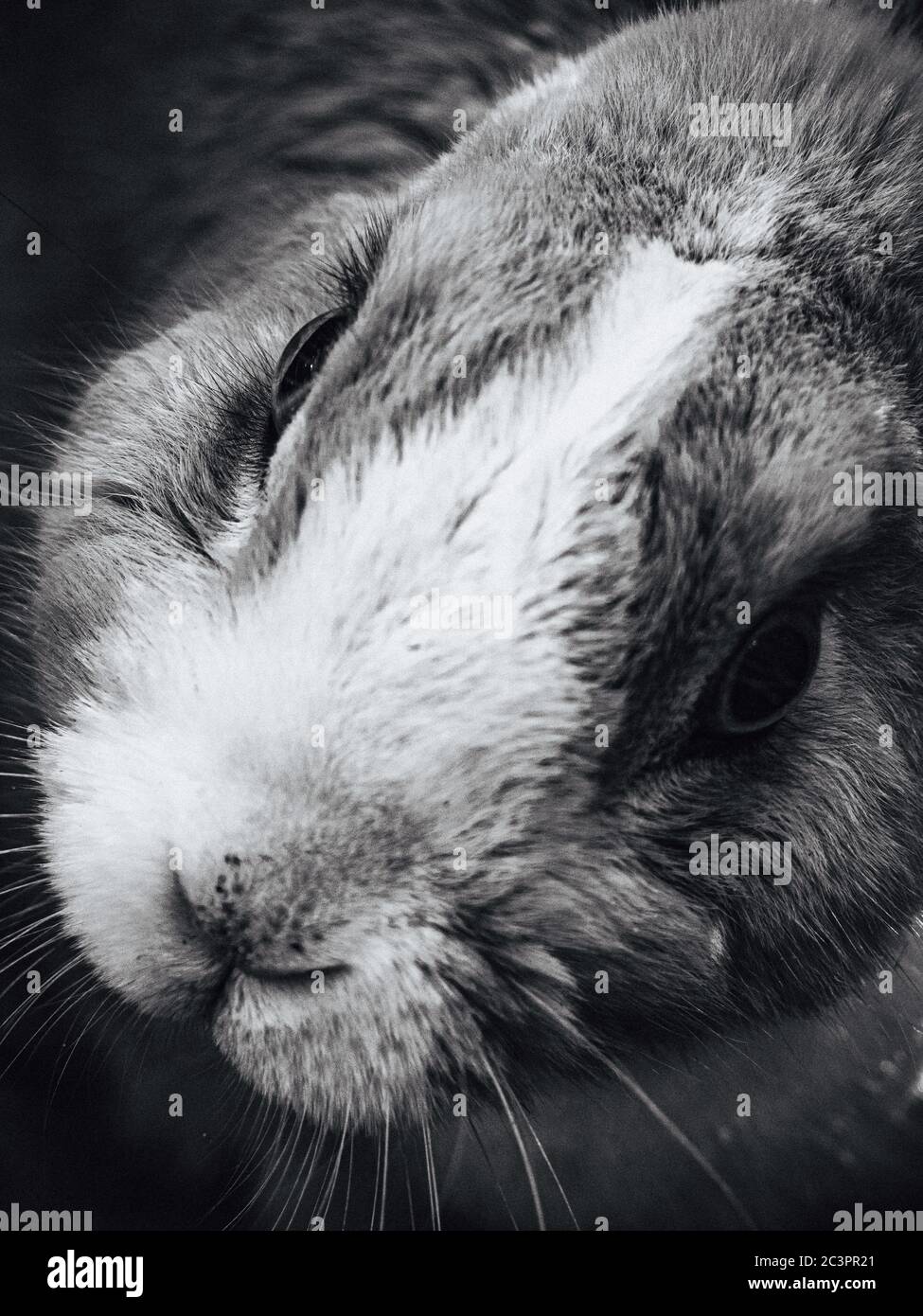 Overhead vertical grayscale shot of a cute rabbit Stock Photo - Alamy