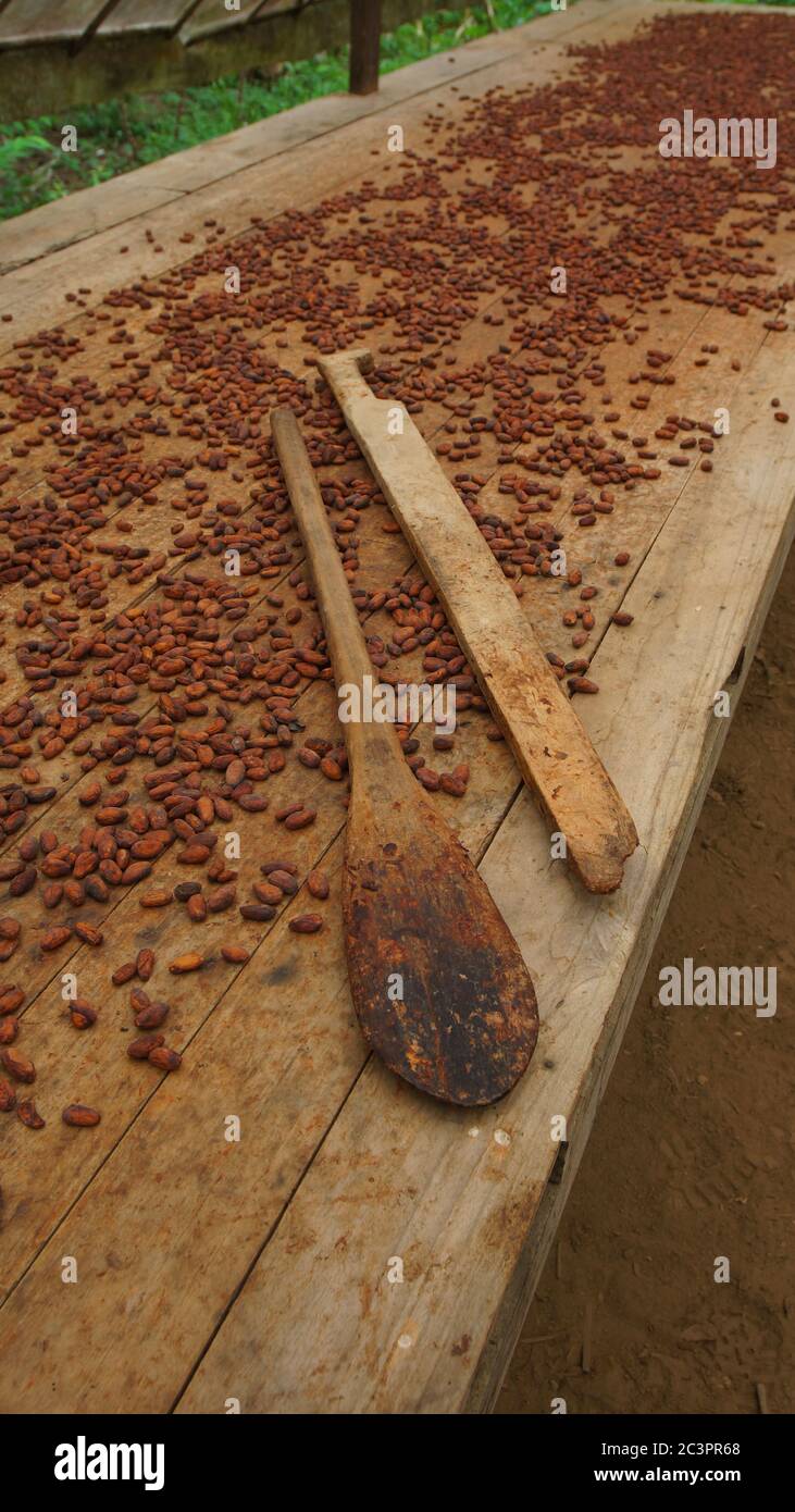 Cocoa farm hi-res stock photography and images - Alamy
