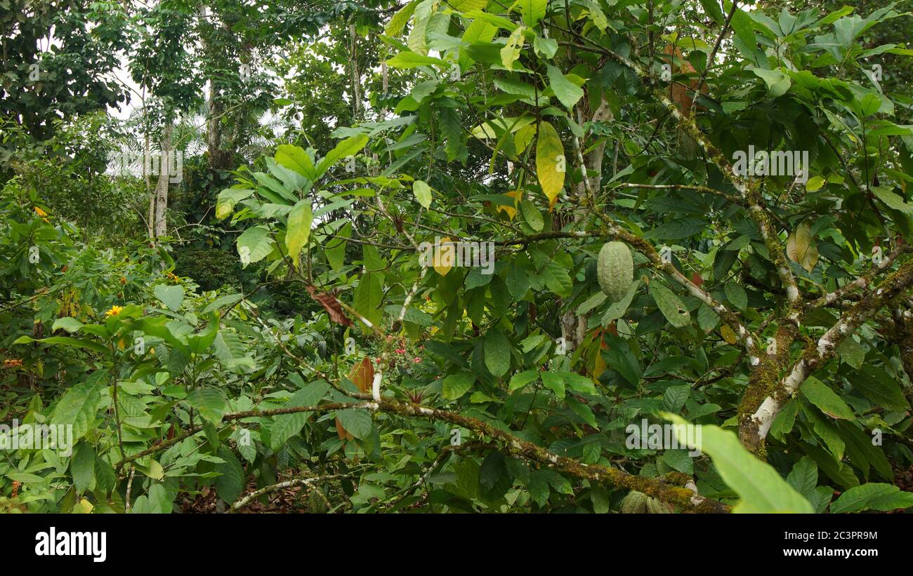 View of a cacao tree with green cacao fruits hanging from its branches ...