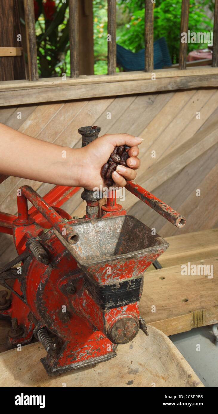 Woman hand sticking cocoa beans into an electric mill. Grinding the ...