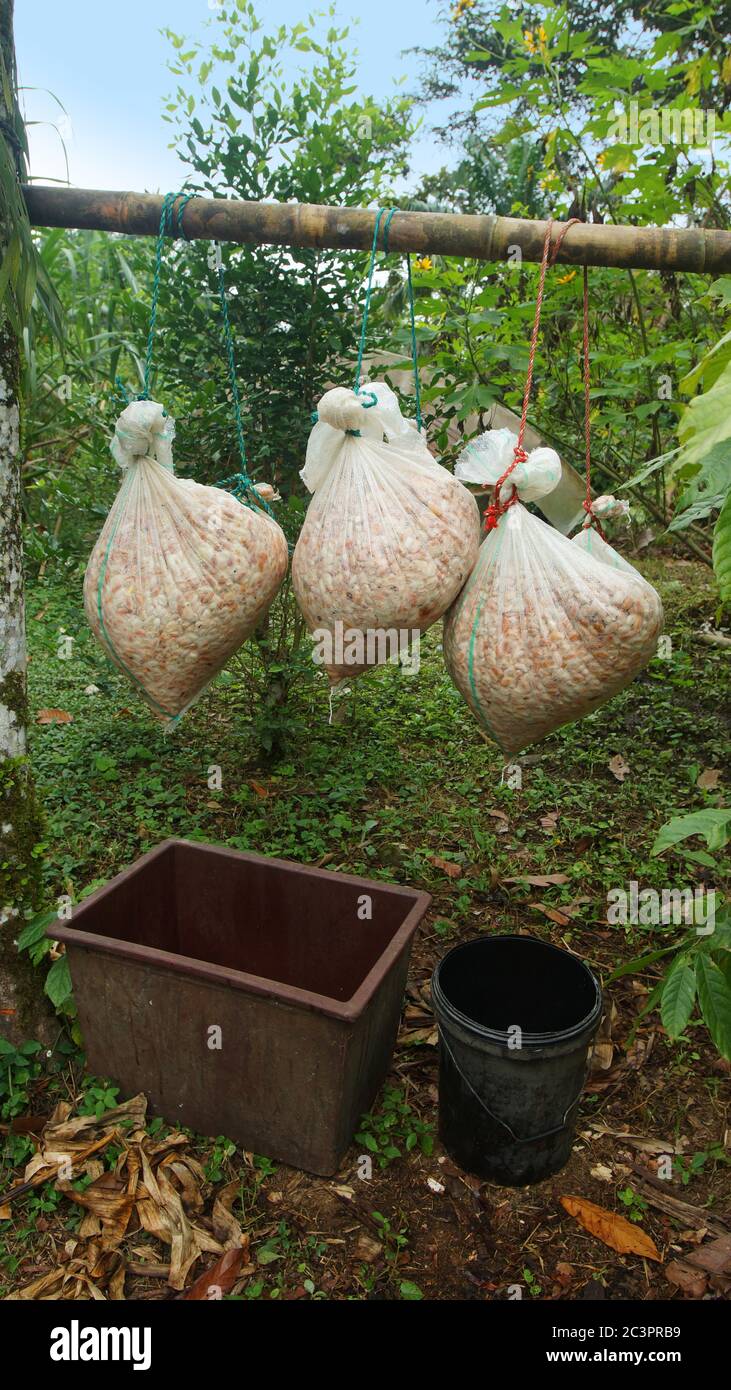 Cocoa beans sacks hi-res stock photography and images - Alamy