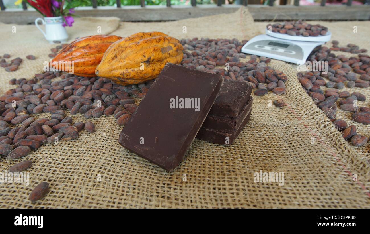 Handmade chocolate blocks with dried cacao beans and cocoa fruits on a ...