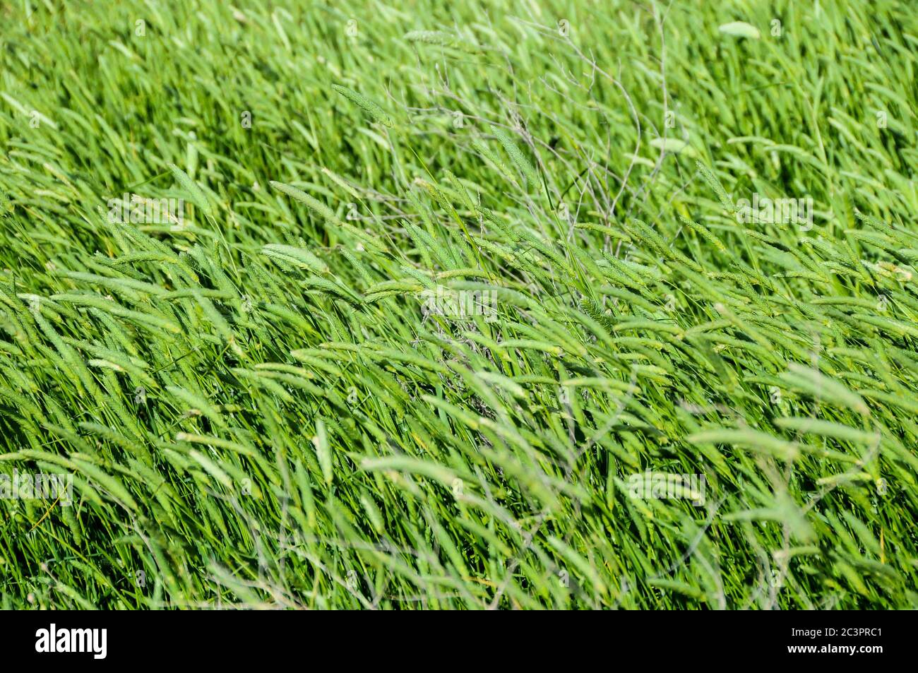 Texture Grass Background Pattern on an Isolated Field Stock Photo - Alamy