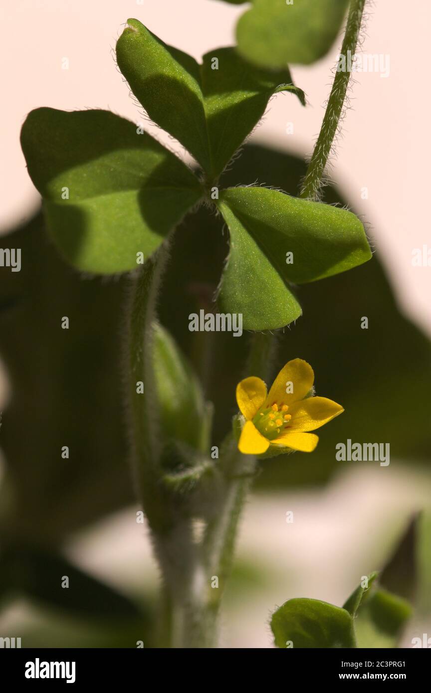 Image of a small yellow oxalis flower next to the typical leaves of ...