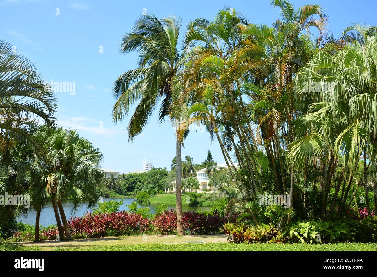 Coconut trees on green grass hi-res stock photography and images - Alamy