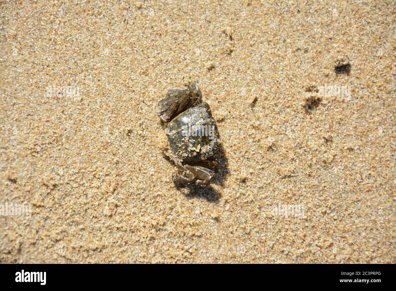 Little crab hi-res stock photography and images - Alamy