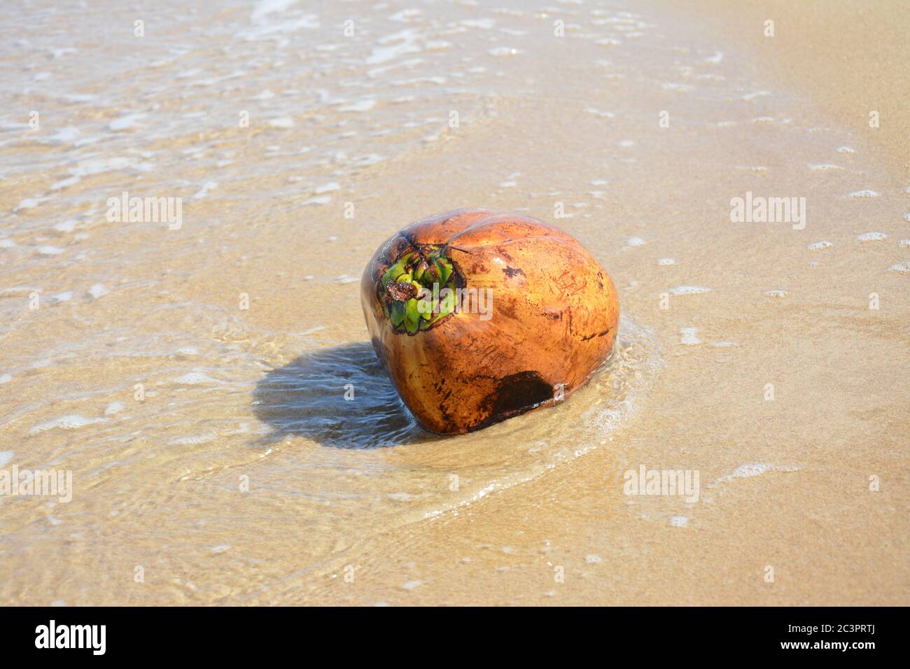 One single coconut on the sea beach Stock Photo - Alamy