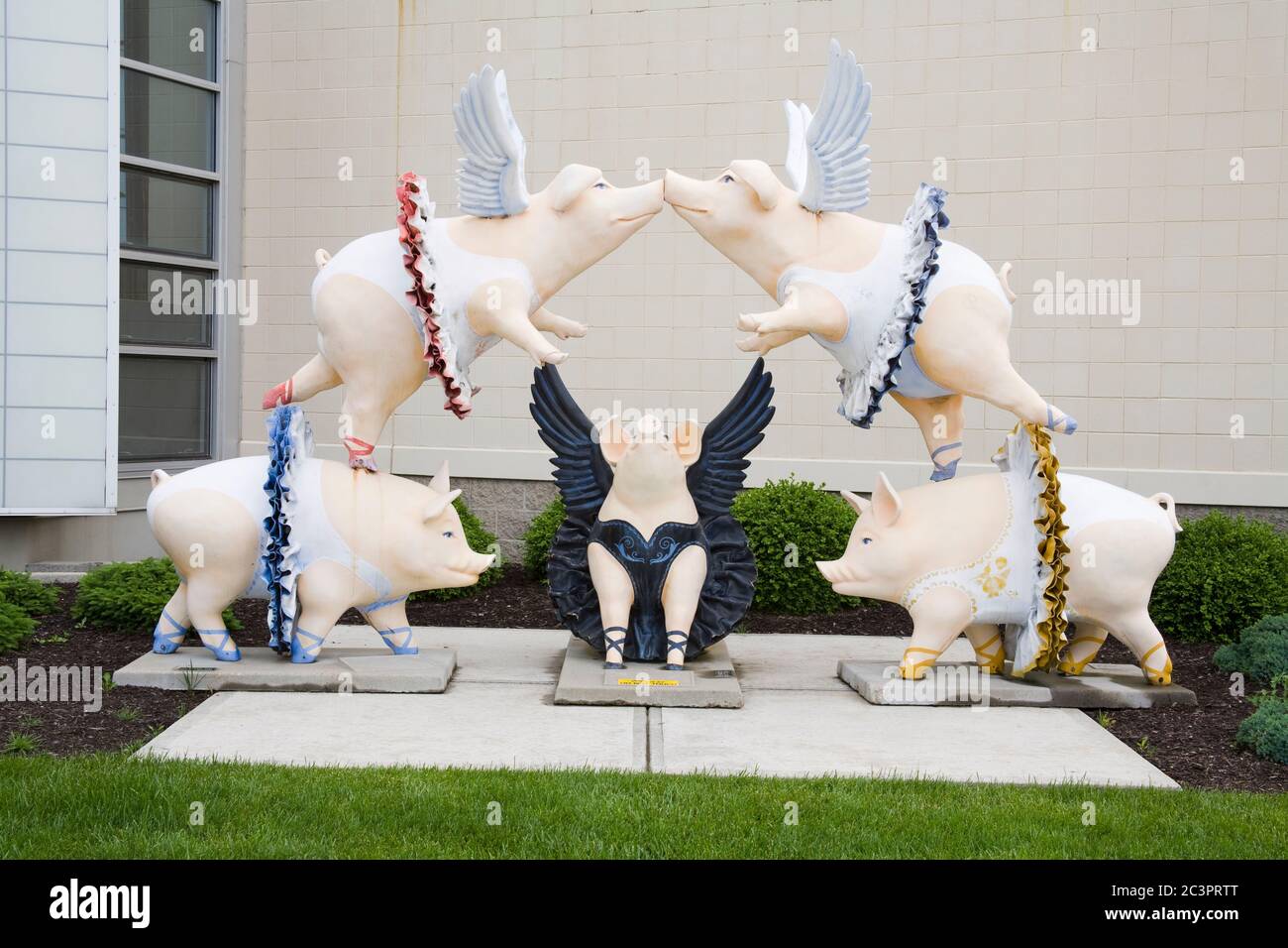 Dancing Pig Real