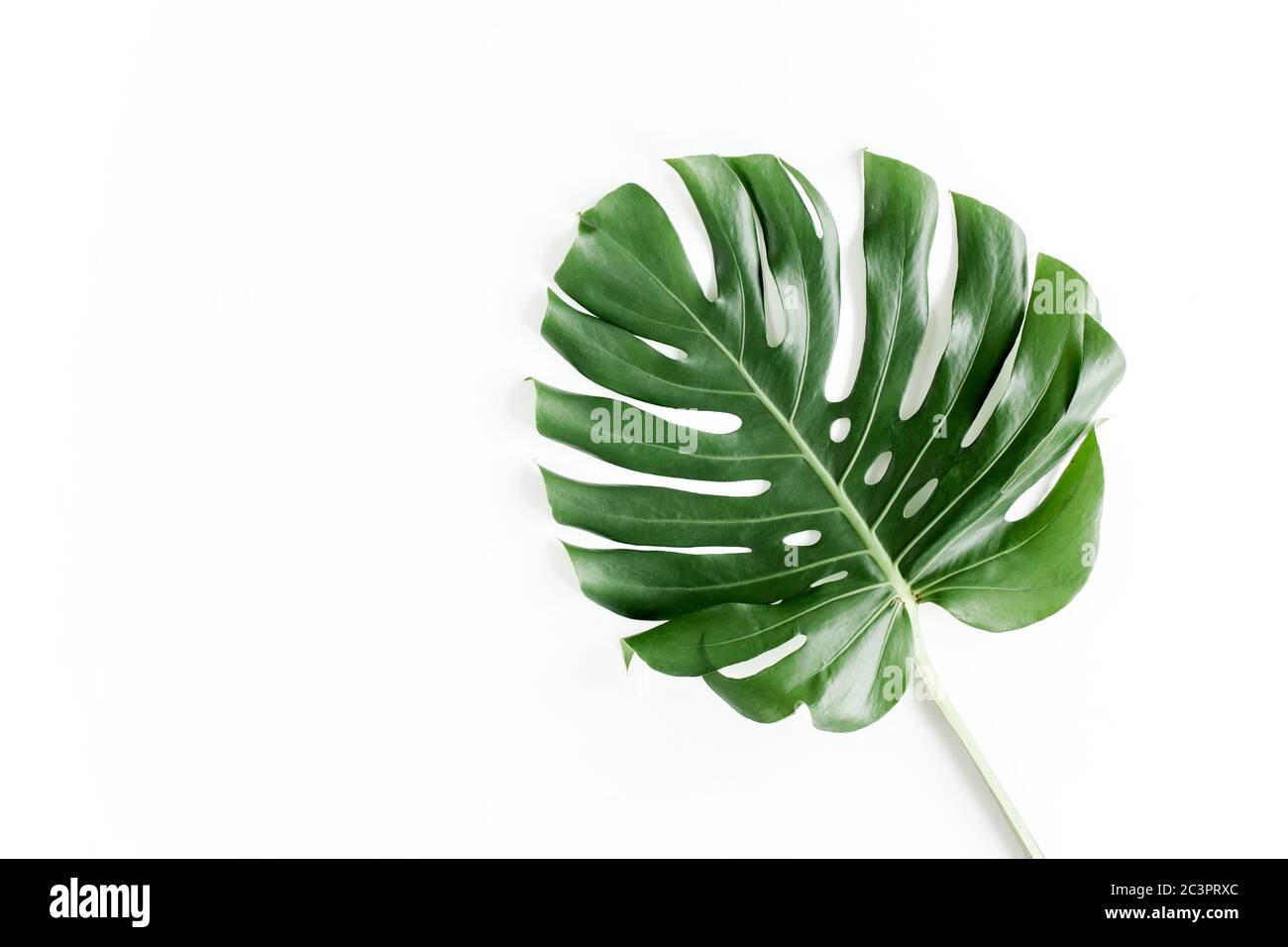 Tropical leaves Monstera on white background. Flat lay, top view Stock ...