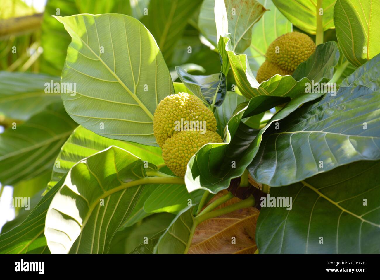 The fruits of Artocarpus incisa on the tree Stock Photo - Alamy