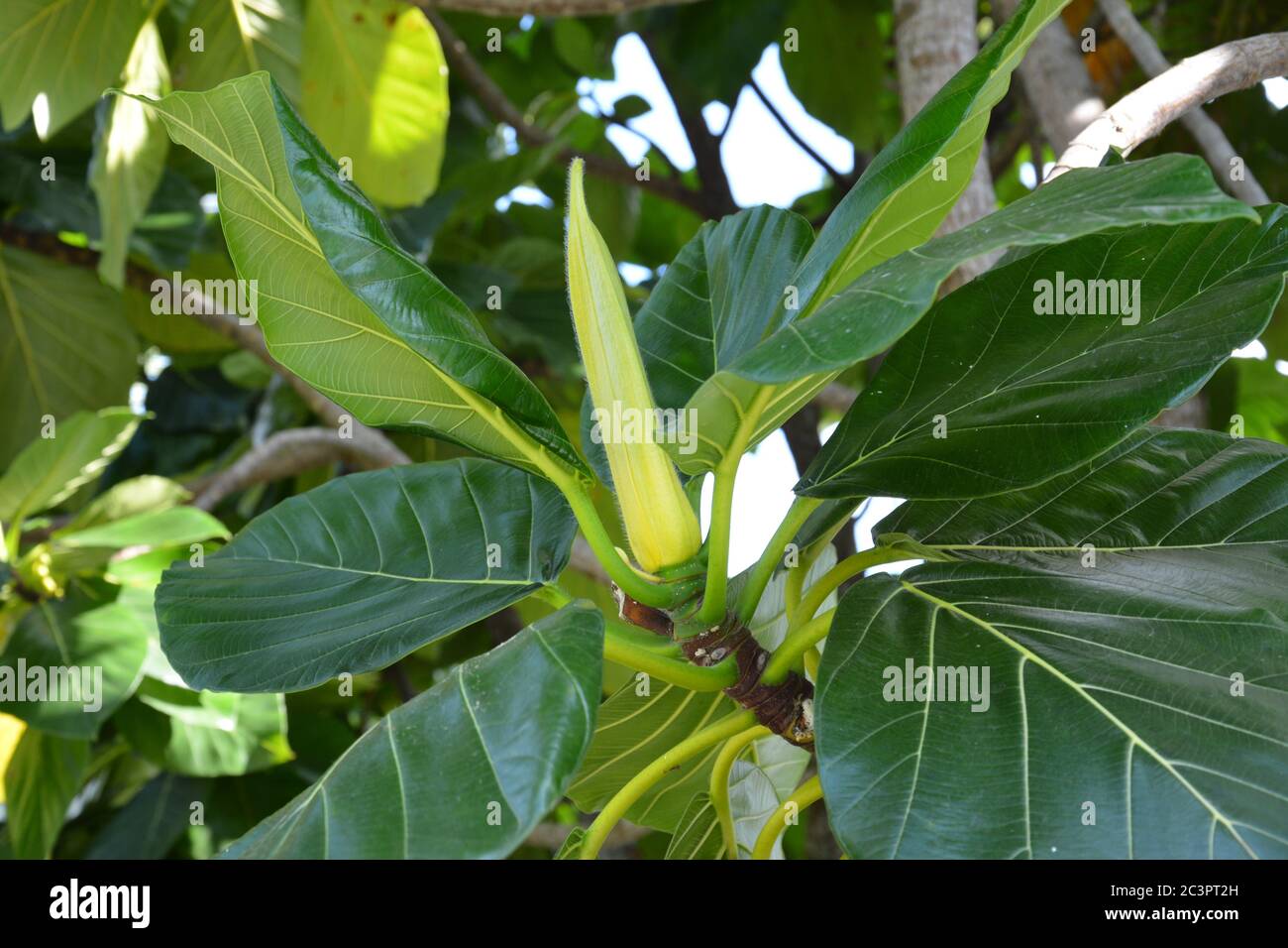 new leaf of Artocarpus incisa in sunny day Stock Photo - Alamy