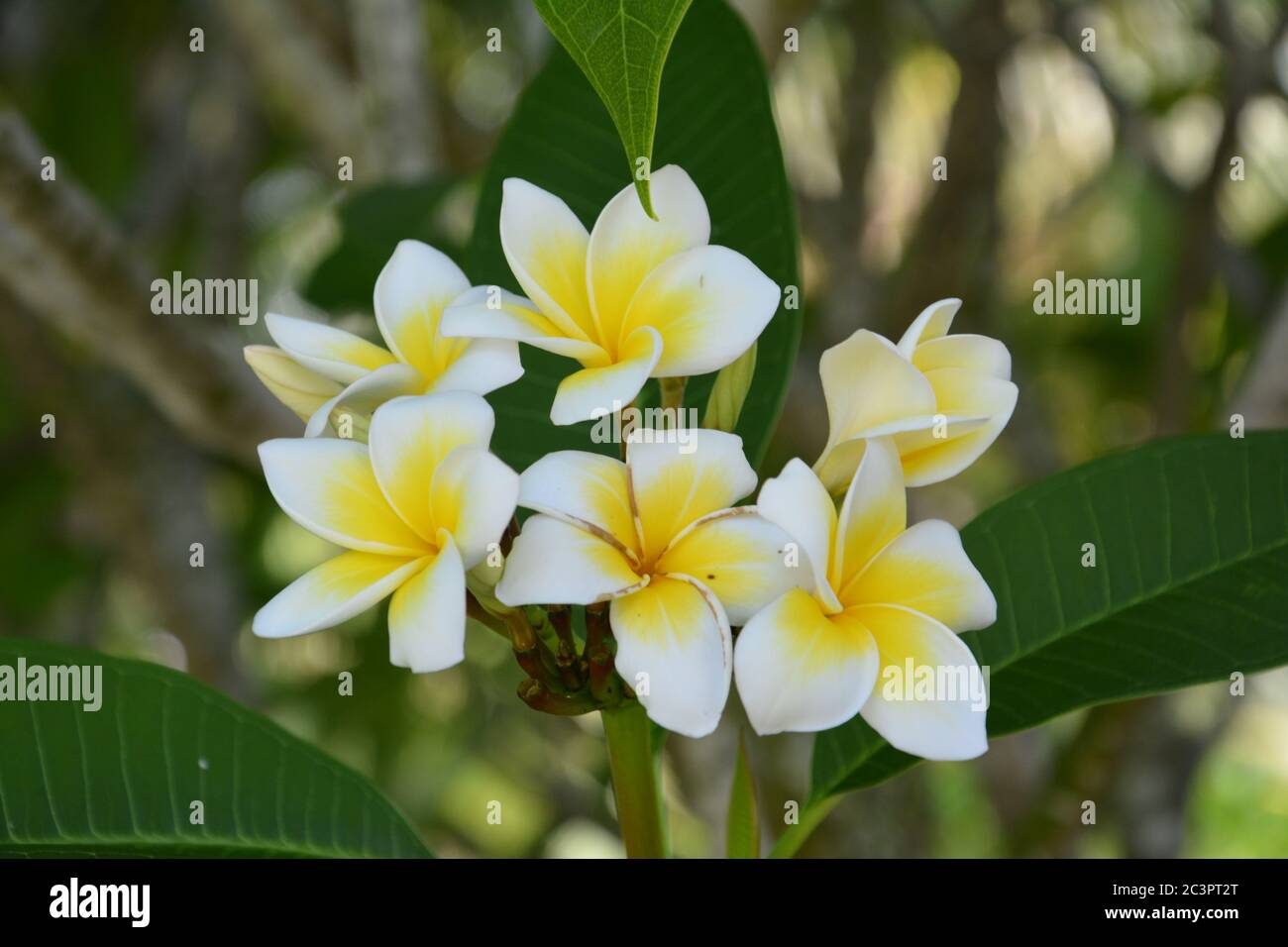 Beautiful natural white flowers close hi-res stock photography and ...