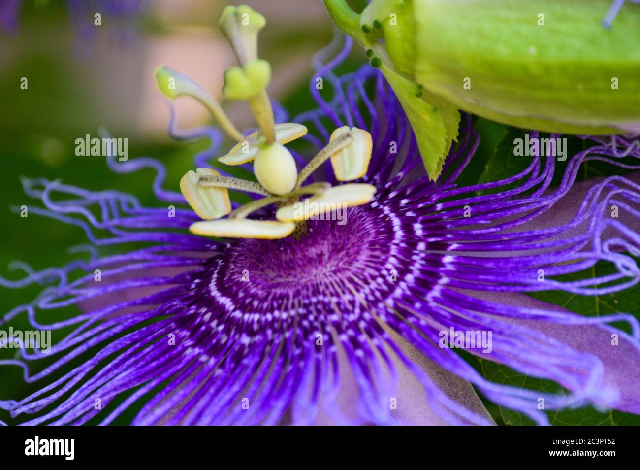 purple passionflower (maypop Stock Photo - Alamy