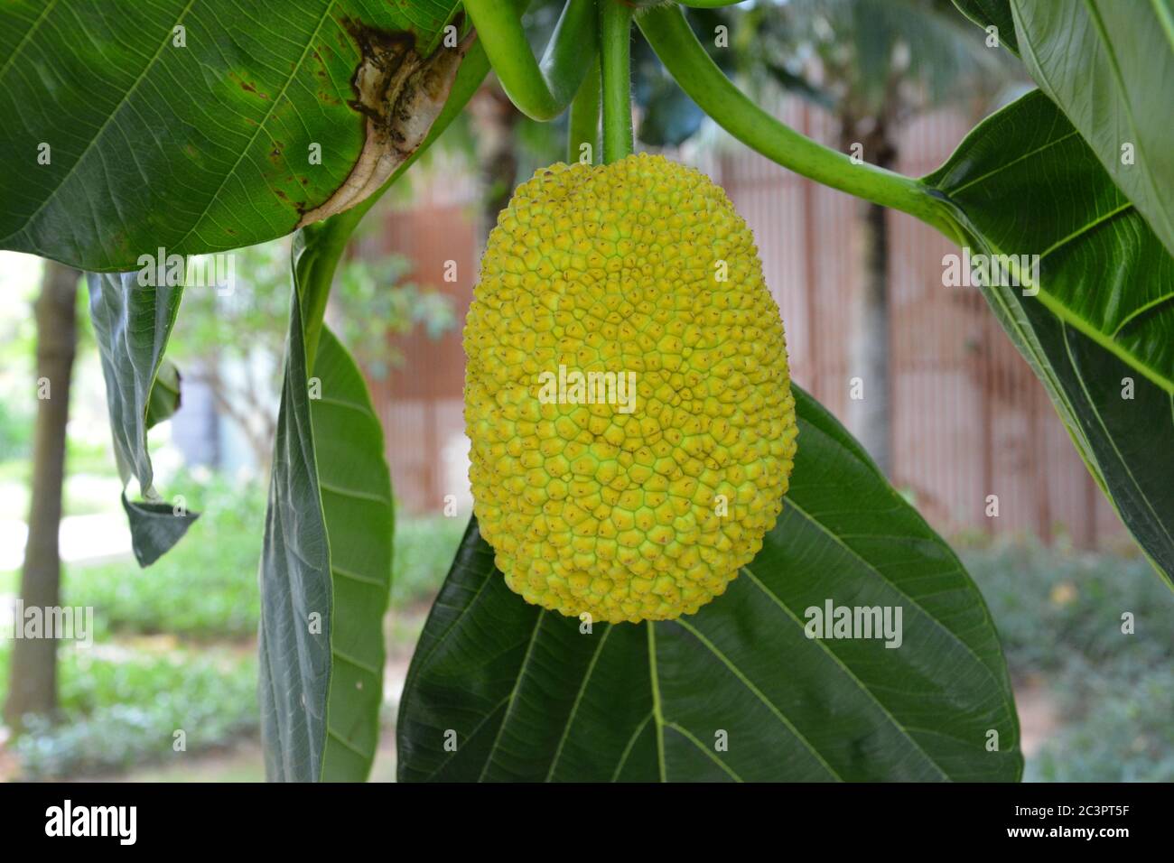 The fruits of Artocarpus incisa hang on the tree in the garden Stock ...