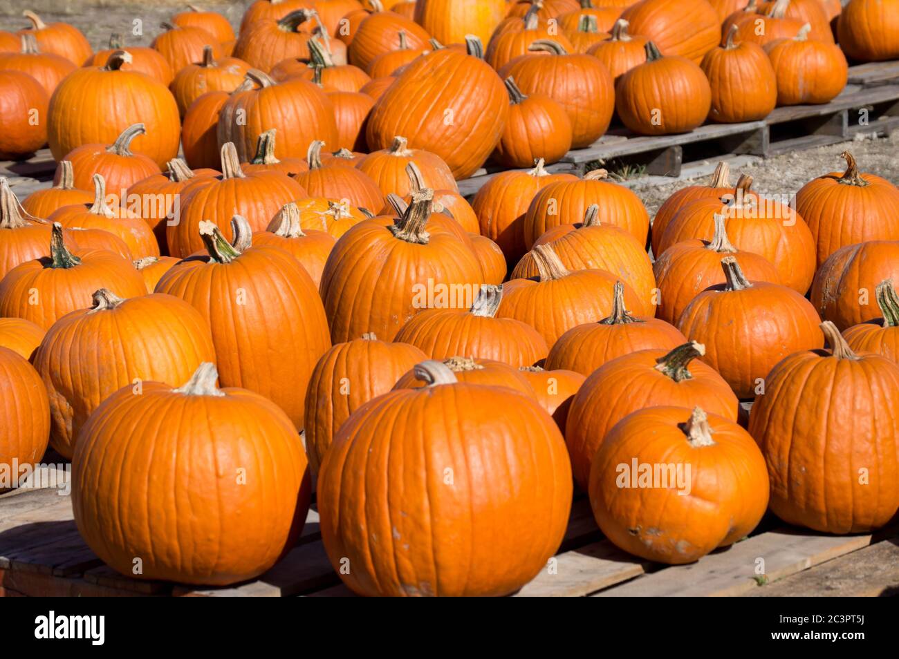 Lots of pumpkins hi-res stock photography and images - Alamy
