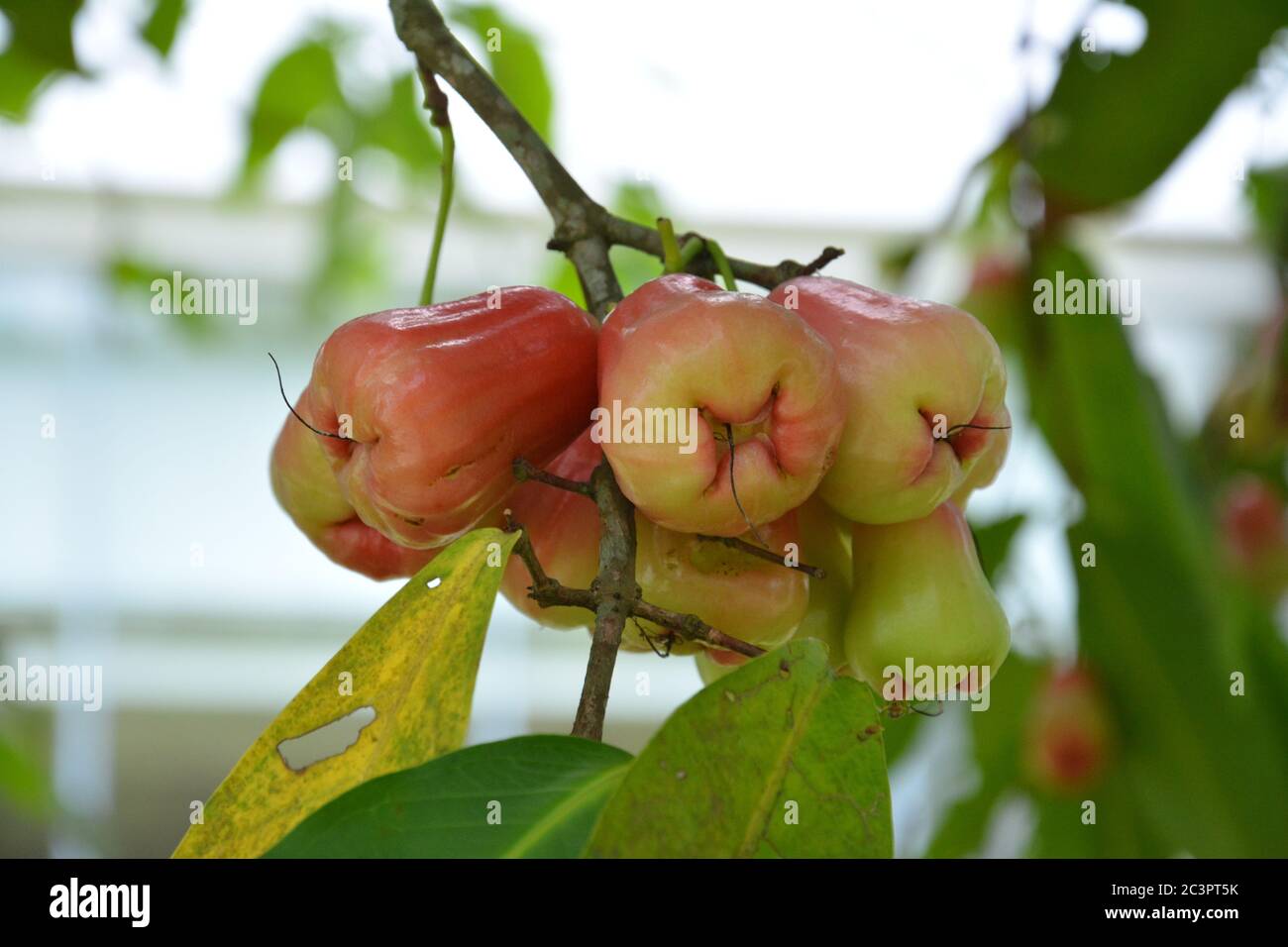 Wax apple hi-res stock photography and images - Alamy