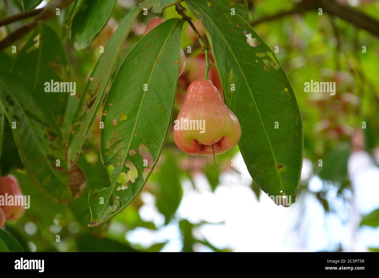 Wax apple hi-res stock photography and images - Alamy