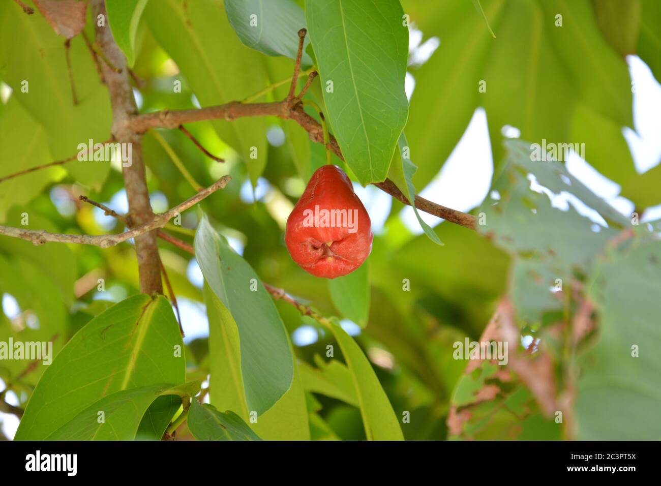 Wax apple hi-res stock photography and images - Alamy