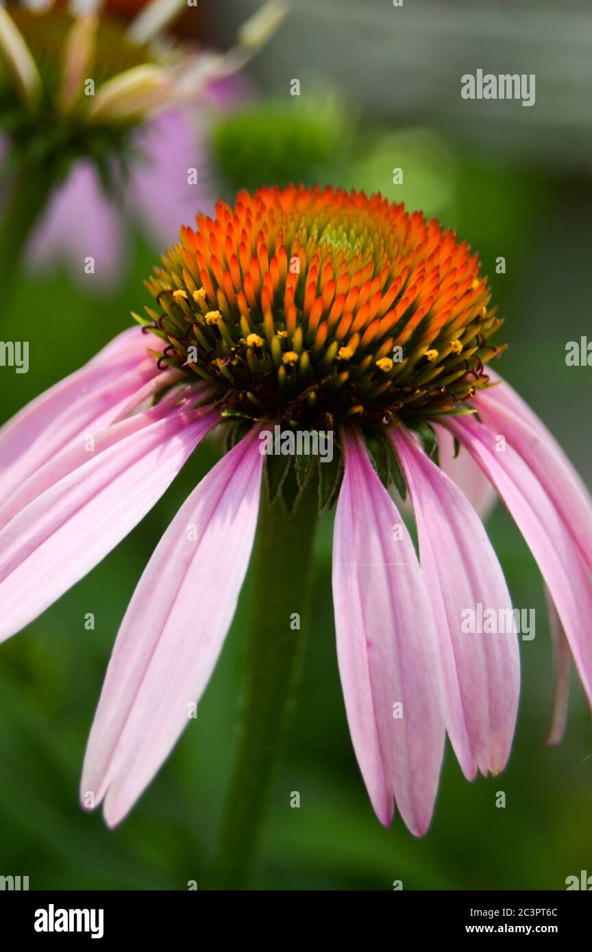 The flower single one hi-res stock photography and images - Alamy