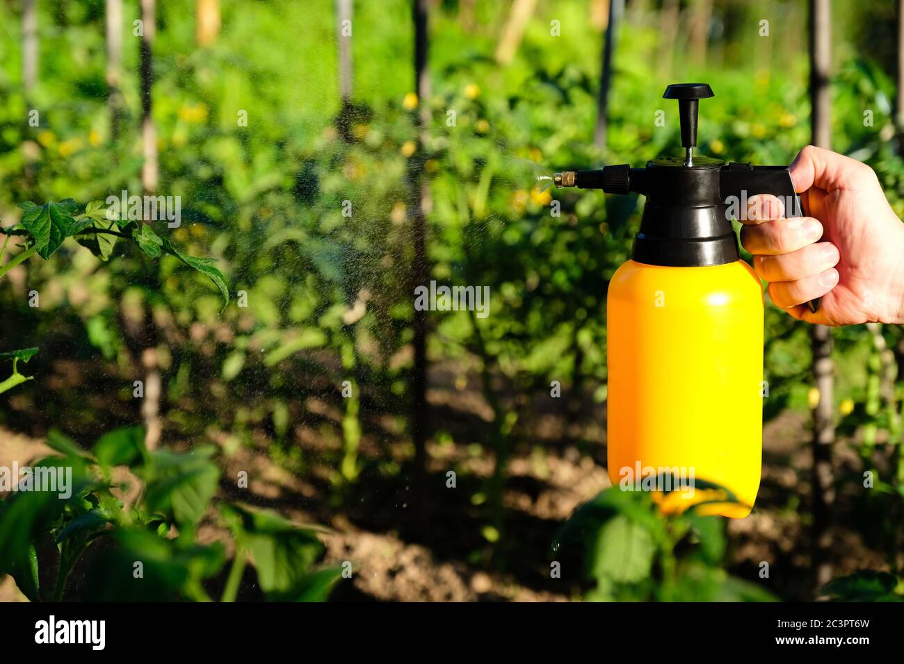 Yellow garden sprayer bottle in human hand. Spraying a tomato stalks ...