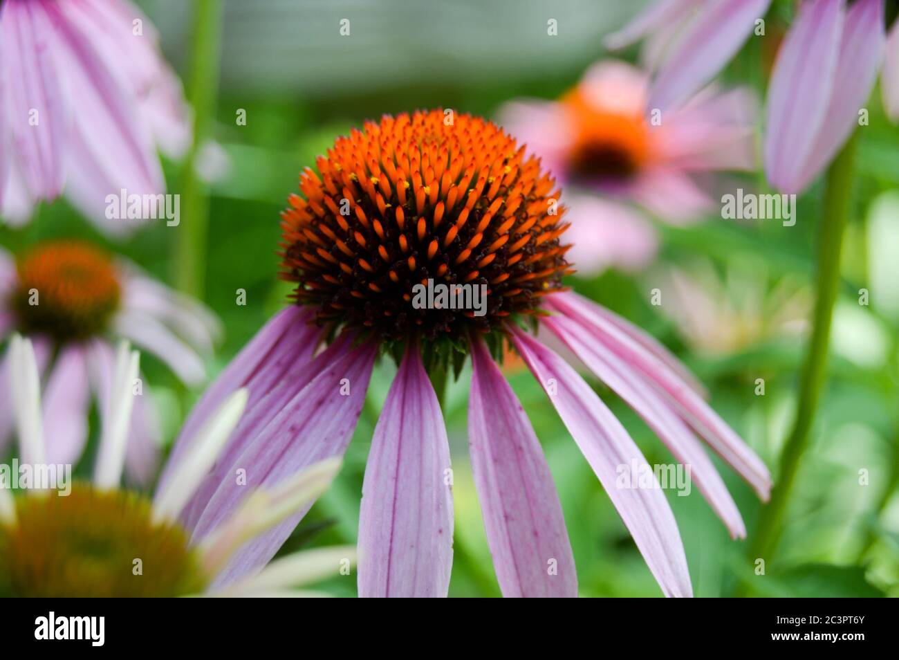 Echinacea purpurea pattern hi-res stock photography and images - Alamy