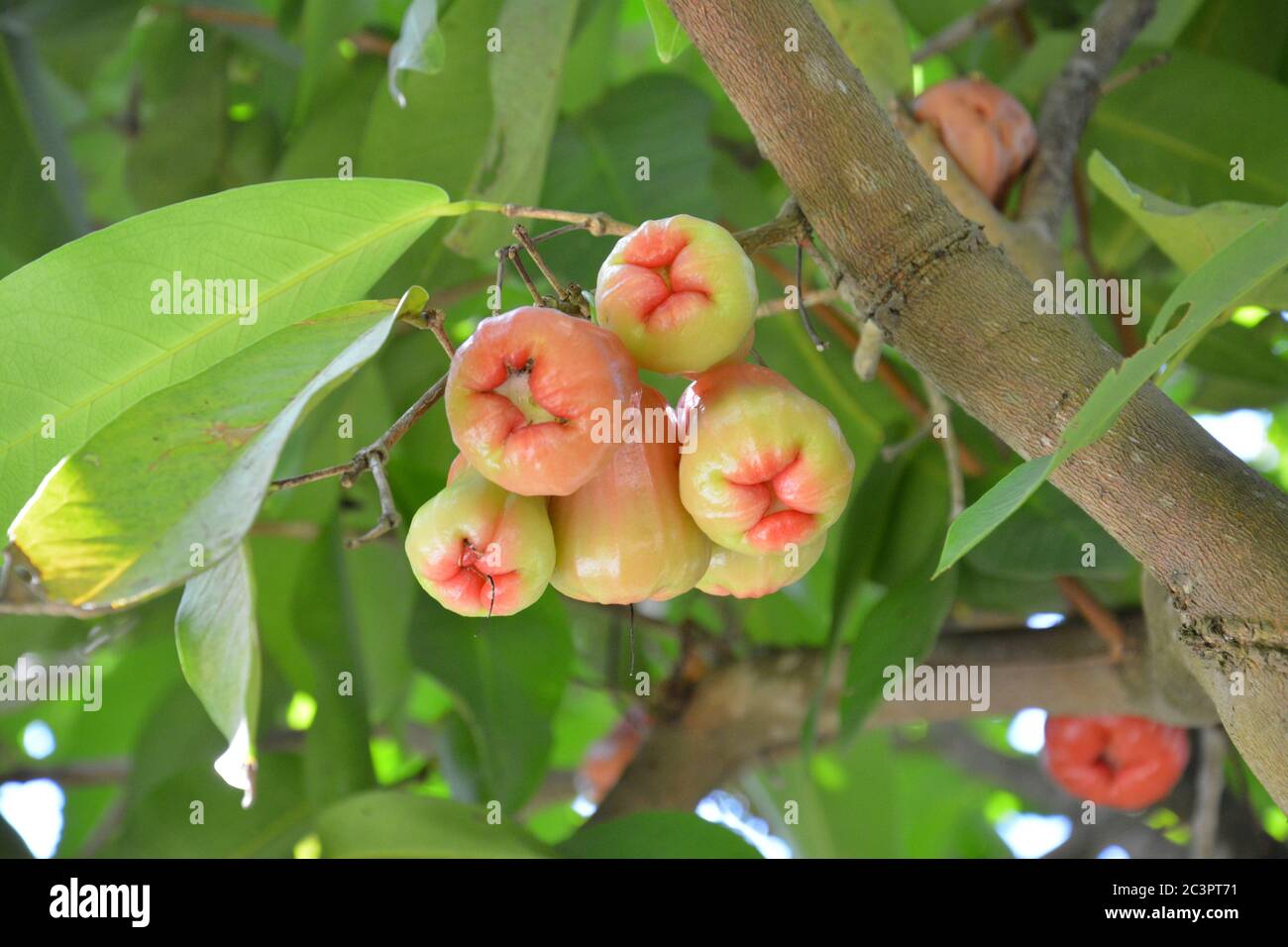 Wax apple hi-res stock photography and images - Alamy