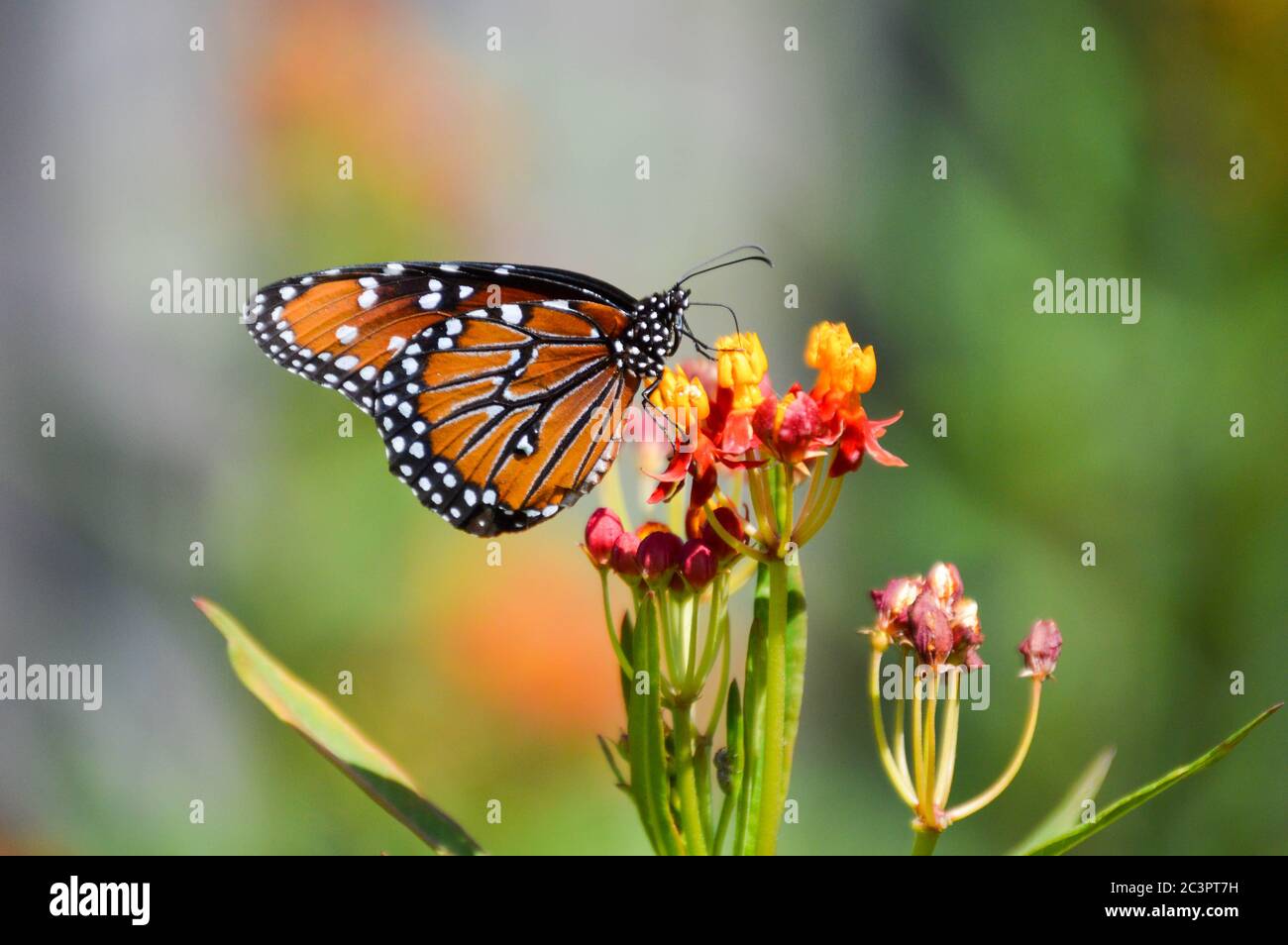 Queen monarch butterfly hi-res stock photography and images - Alamy