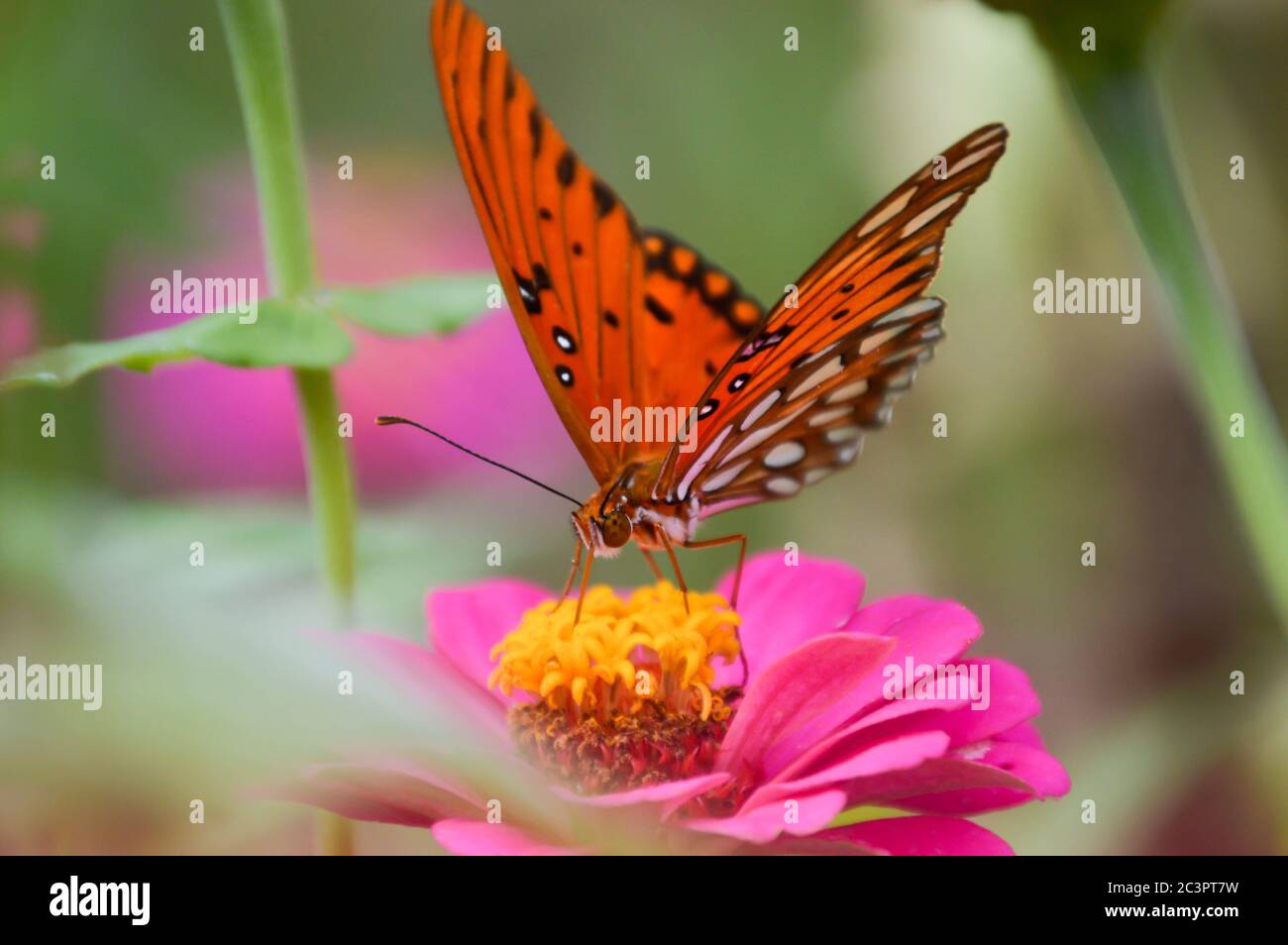 Pink butterfly species hi-res stock photography and images - Alamy