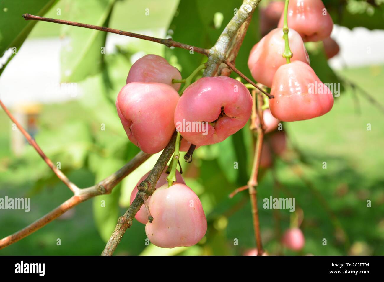 Wax apple hi-res stock photography and images - Alamy