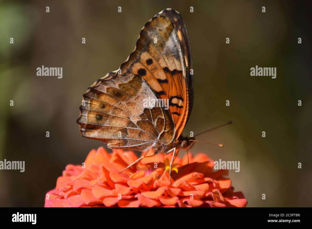 tawny emperor butterfly on an orange zinnia Stock Photo - Alamy