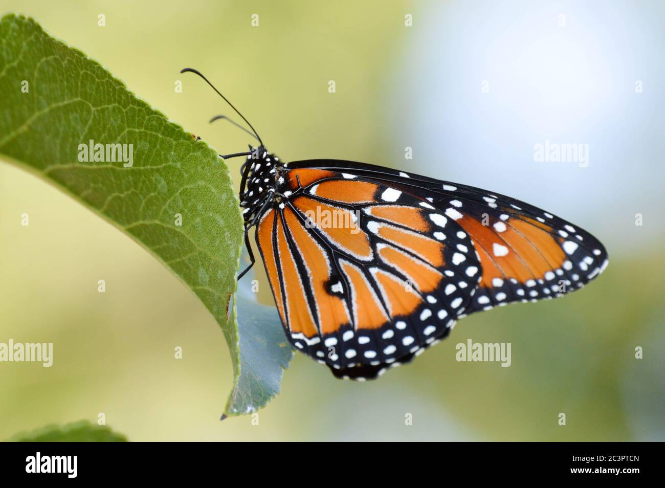 Queen insect hi-res stock photography and images - Alamy