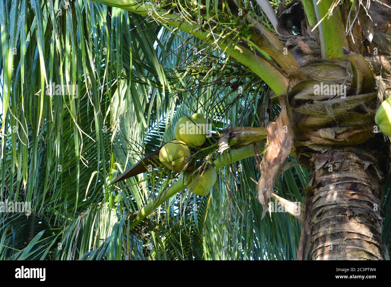 Palm branch coconut fruits hi-res stock photography and images - Alamy