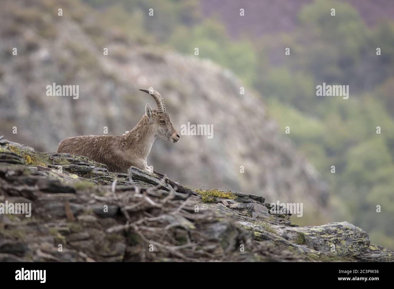 Goat on a ledge hi-res stock photography and images - Alamy