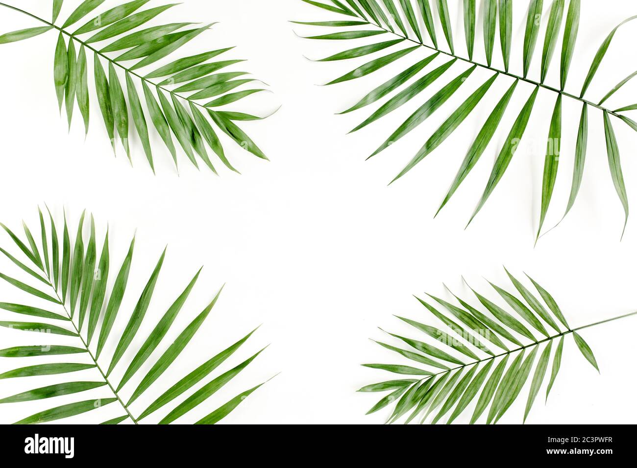 Composition green tropical leaf Cut Out Stock Images & Pictures - Alamy