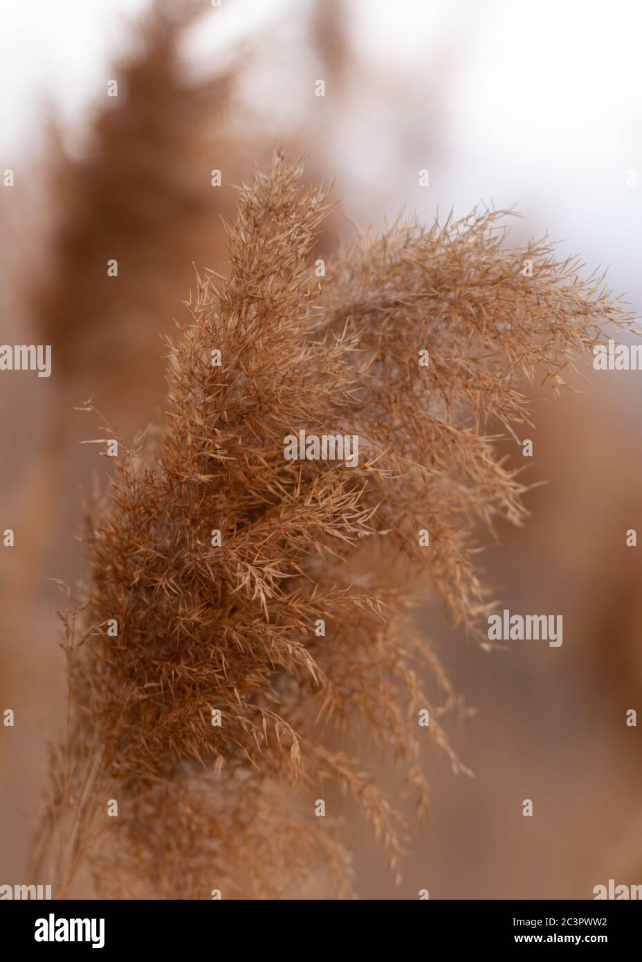 Dry bush grass in the field Stock Photo - Alamy