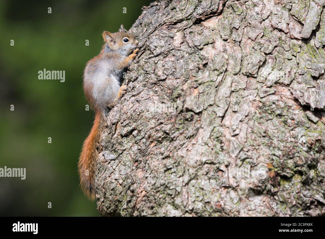 Baby American Red Squirrel