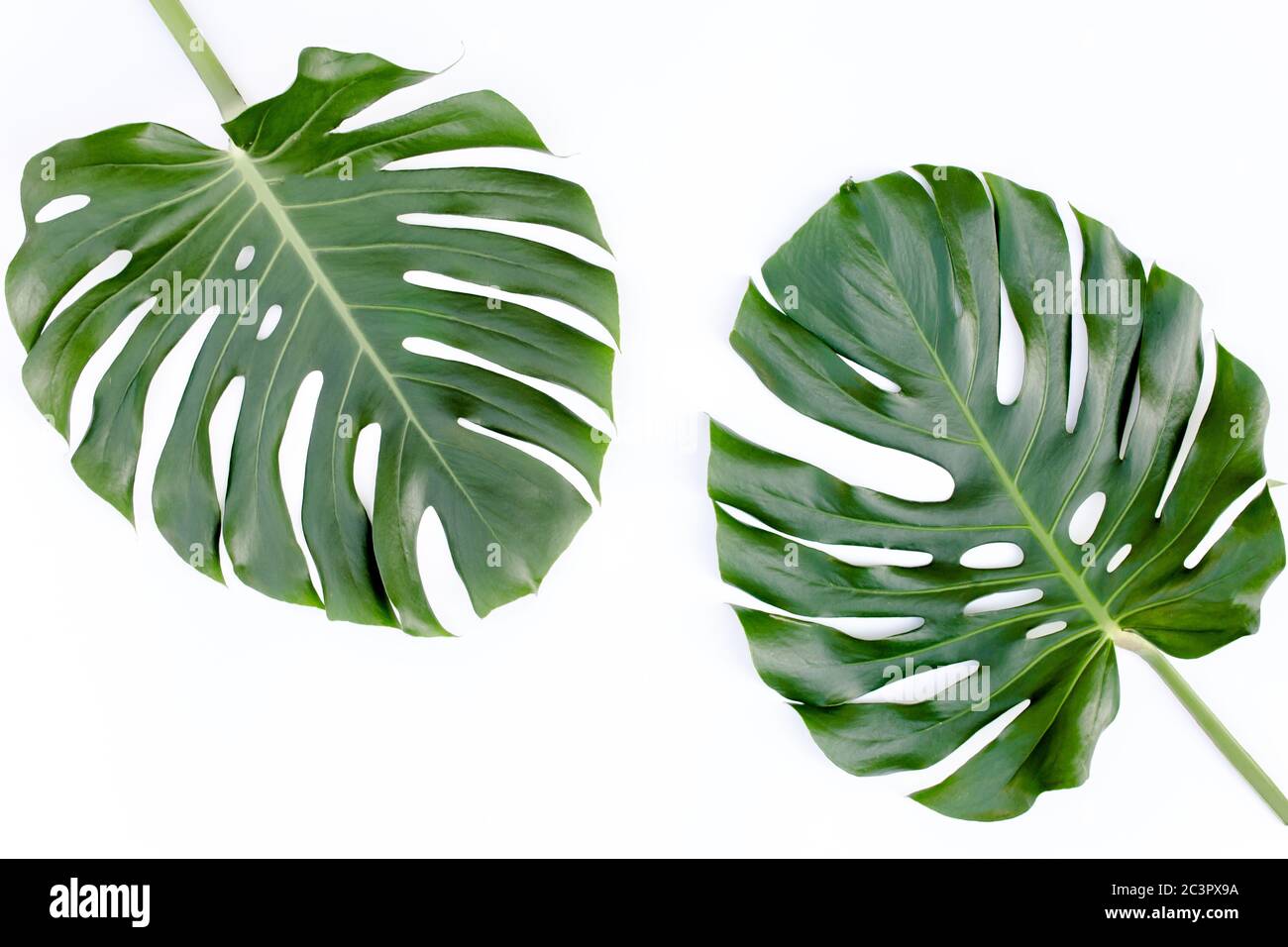 Tropical leaves Monstera on white background. Flat lay, top view Stock ...