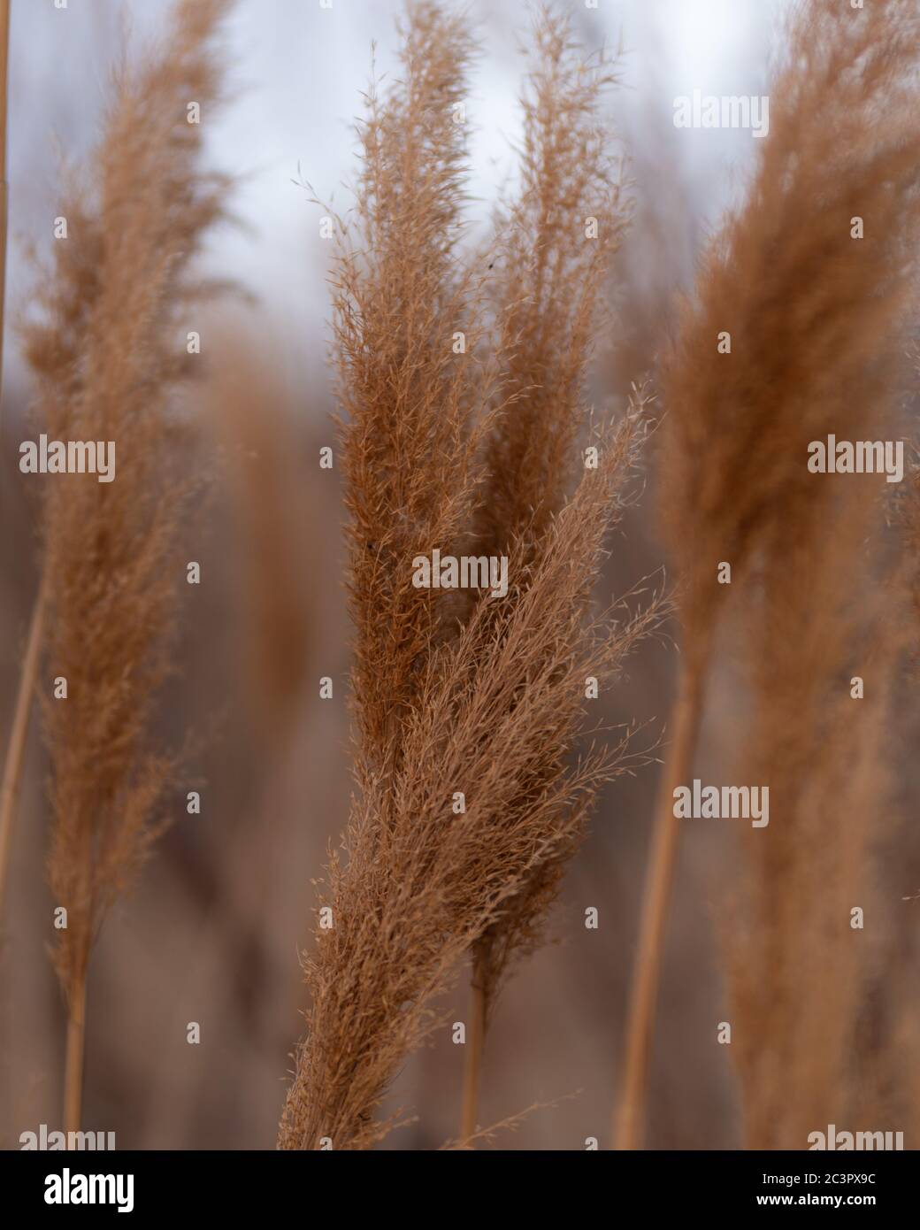 Dry bush grass in the field Stock Photo - Alamy