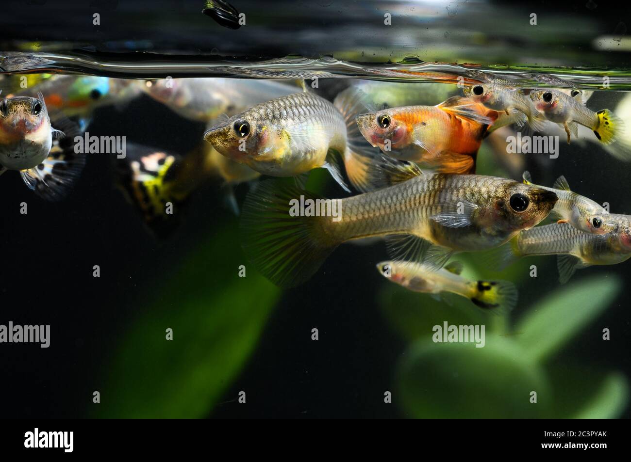Guppy Multi Colored Fish in a Tropical Acquarium Stock Photo - Alamy