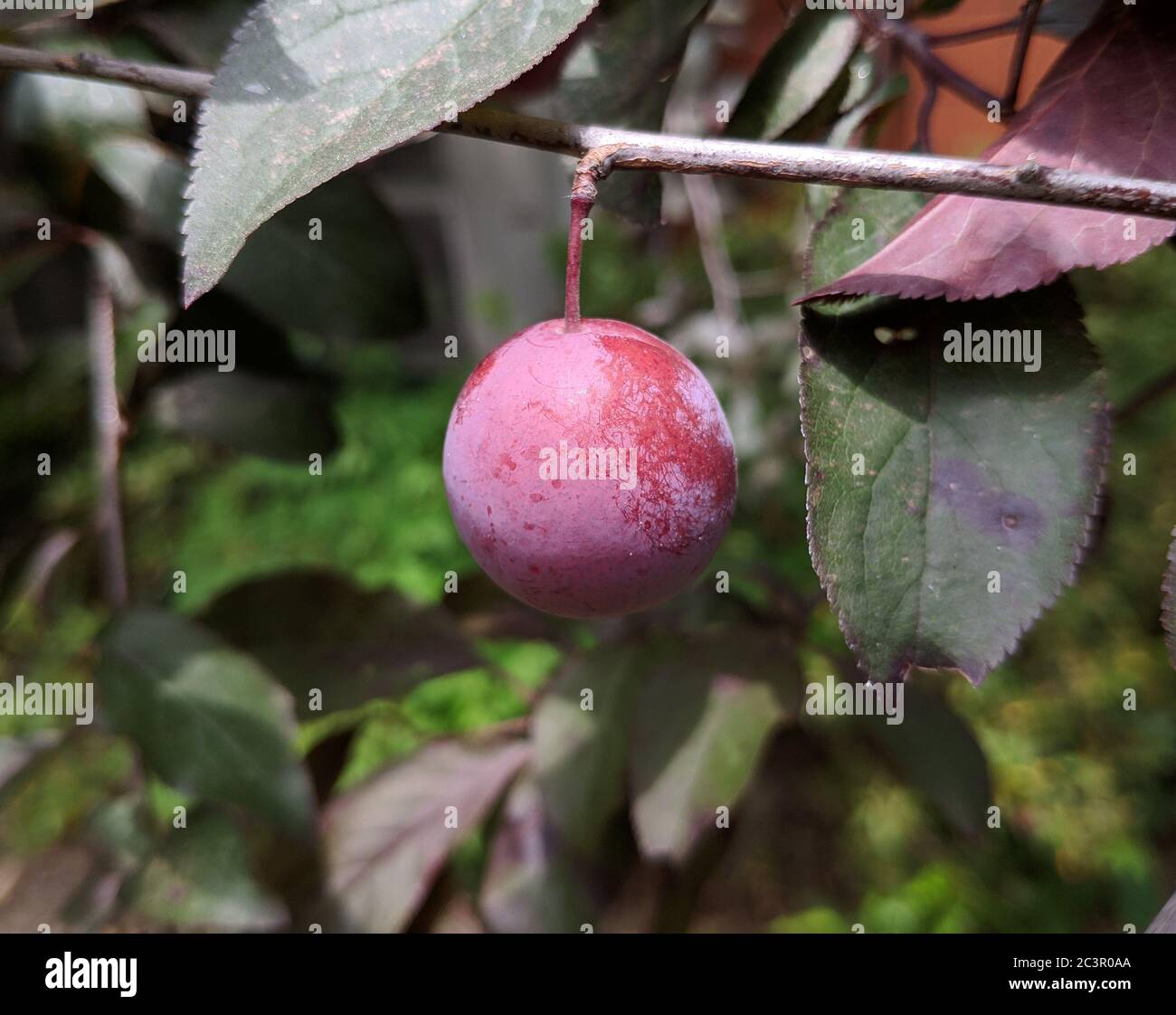 Red plum hi-res stock photography and images - Alamy