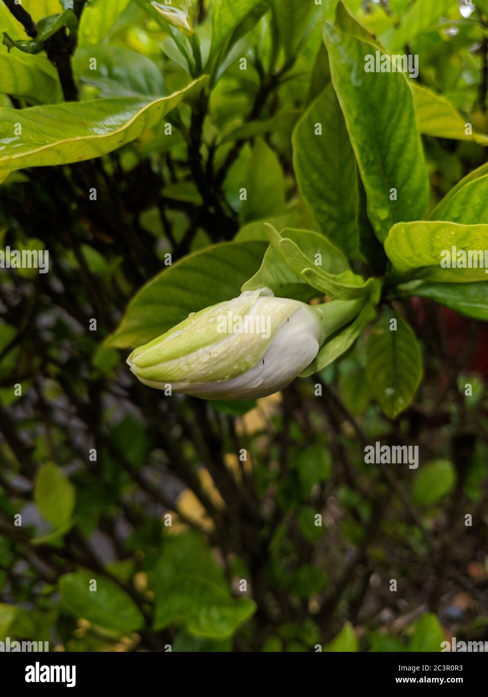 Rain drops and small bugs on the gardenia bud Stock Photo - Alamy