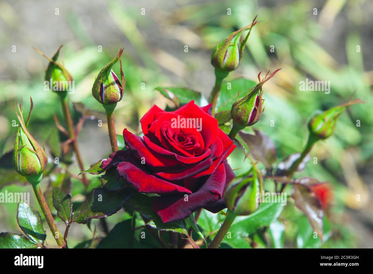 Rose With Thorns High Resolution Stock Photography and Images - Alamy
