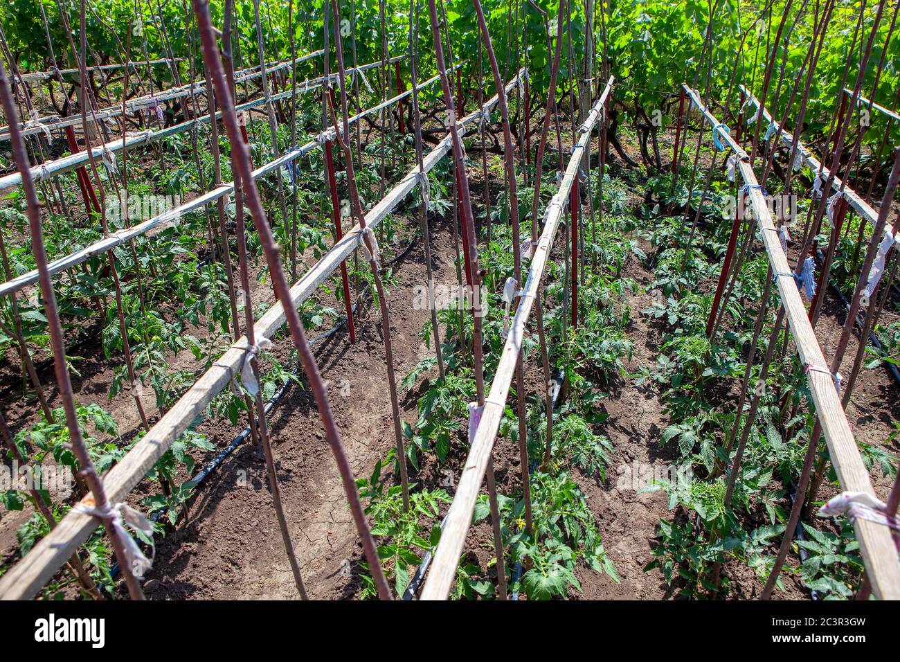 cultivated tomato plants growing in a row Stock Photo - Alamy
