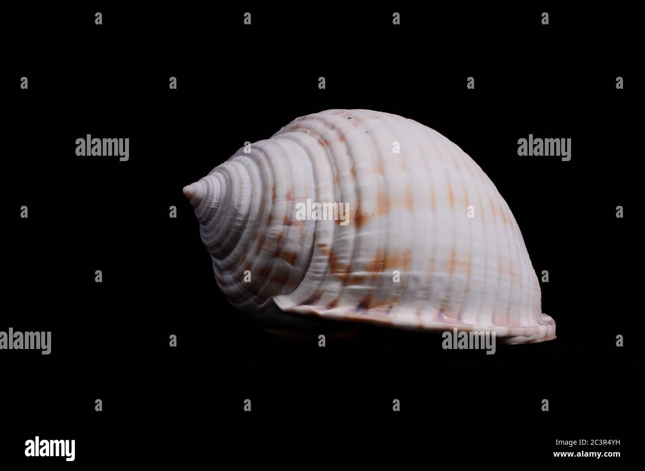 Sea Shell Isolated On A Black background Stock Photo - Alamy