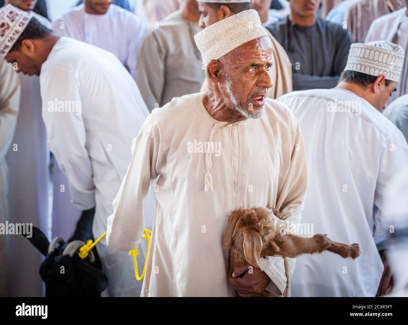 Arabian goats hi-res stock photography and images - Alamy