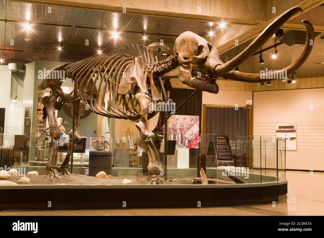 Mammoth skeleton in the Ohio Historical Center,Columbus,Ohio,USA Stock ...