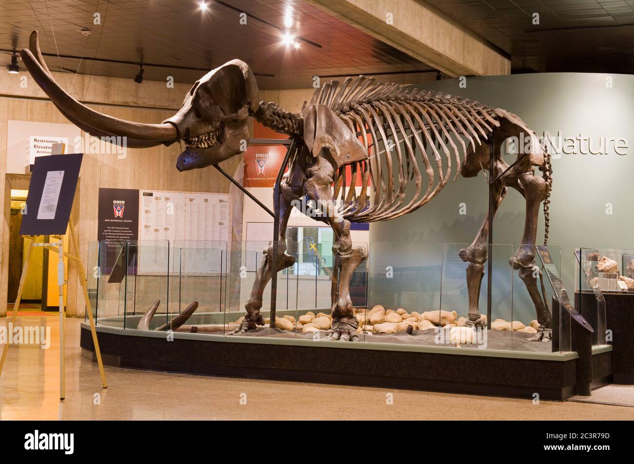 Mammoth skeleton in the Ohio Historical Center,Columbus,Ohio,USA Stock ...