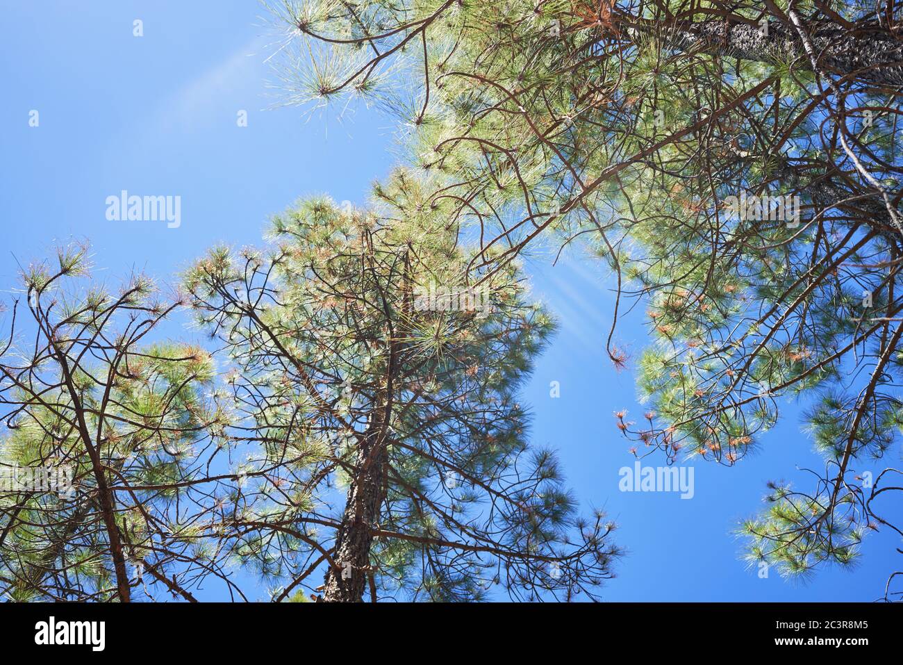 Beautiful trees landscape Stock Photo - Alamy